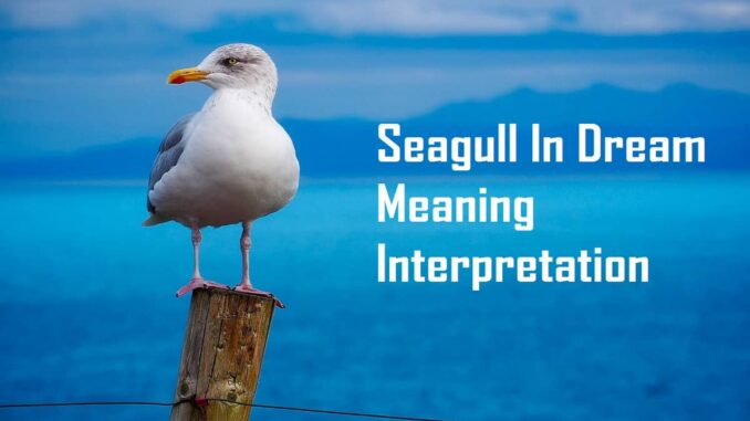 Seagull In Dream Meaning Interpretation
